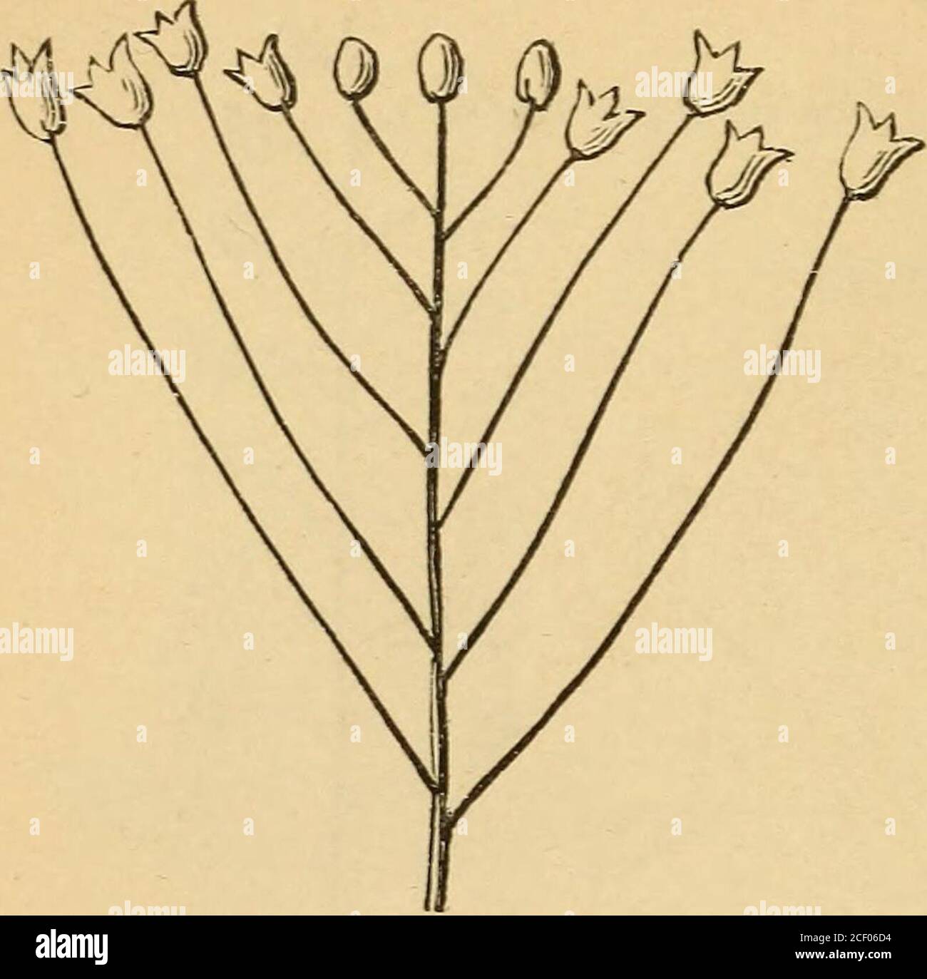 . The first book of botany : designed to cultivate the observing powers ...