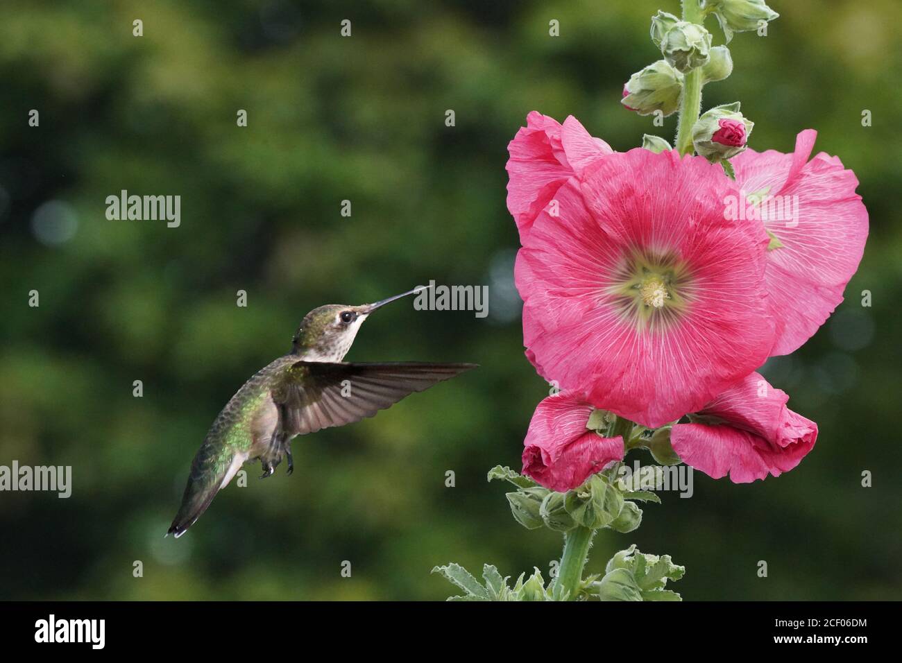 Female Ruby Throated Hummingbird on hollyhock flowers Stock Photo - Alamy