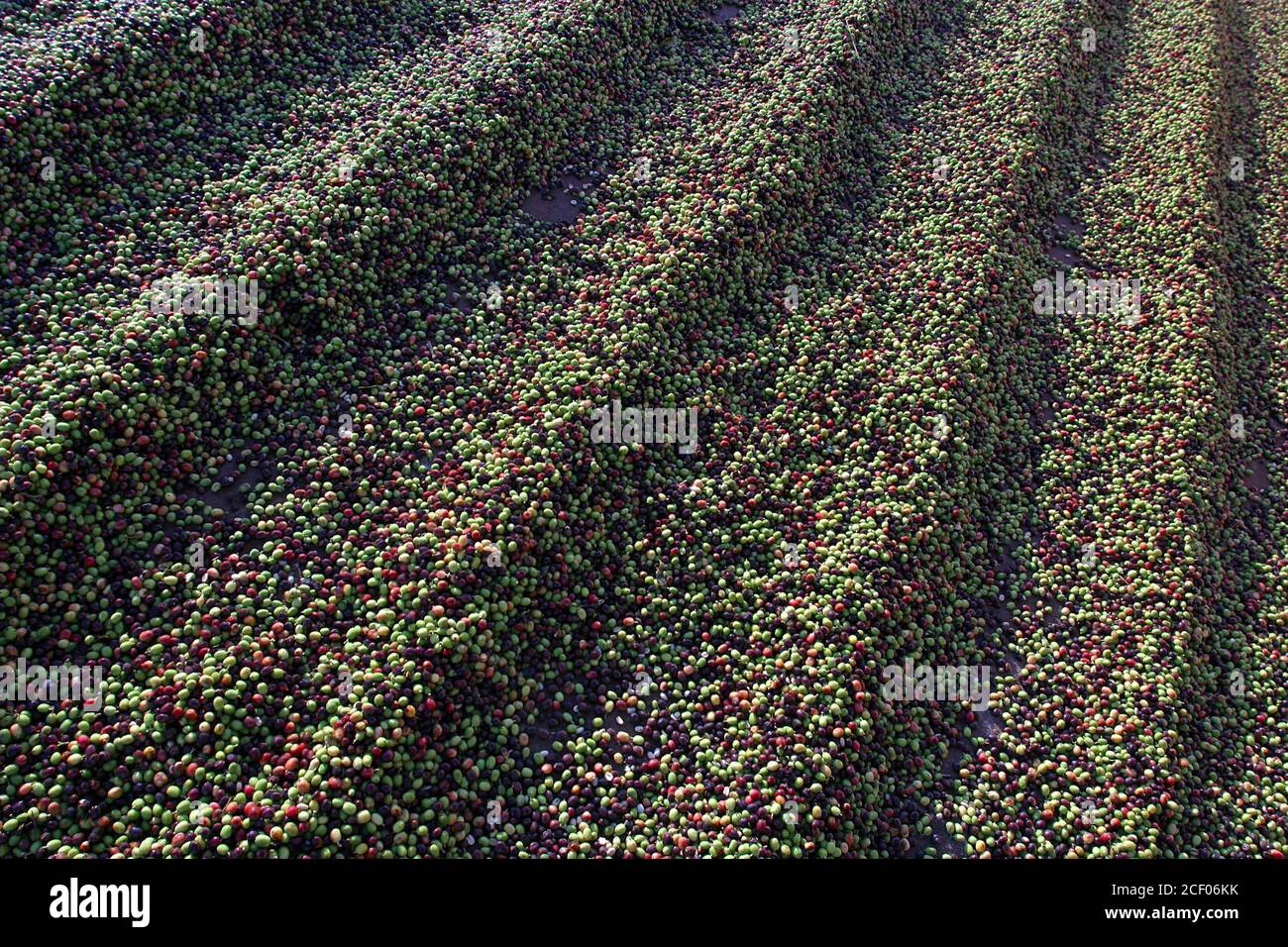 beans of coffee drying in ground at farm on countryside of Brazil Stock ...