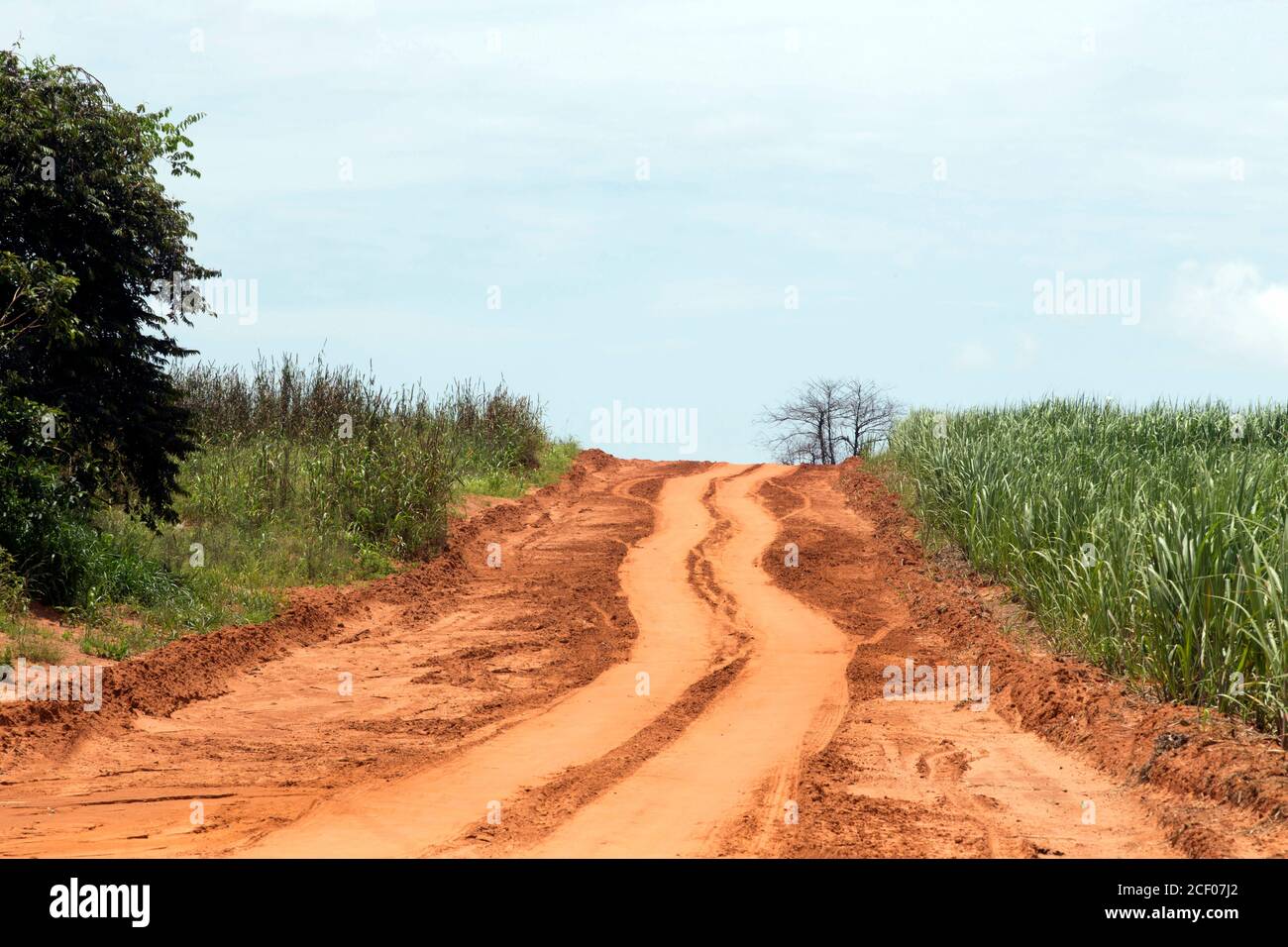 Sugarcane brazil hi-res stock photography and images - Alamy