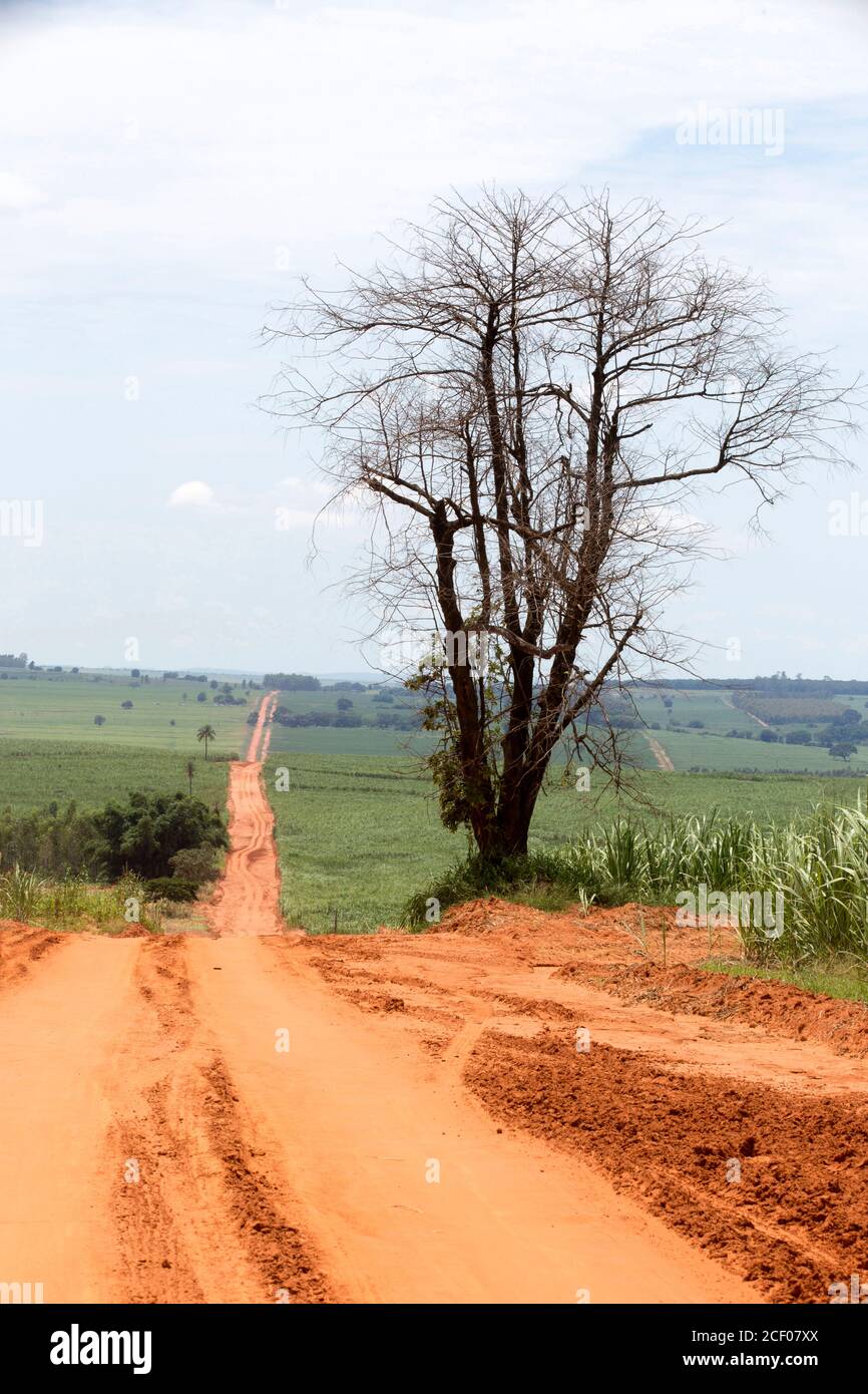 Sugarcane Brazil High Resolution Stock Photography and Images - Alamy
