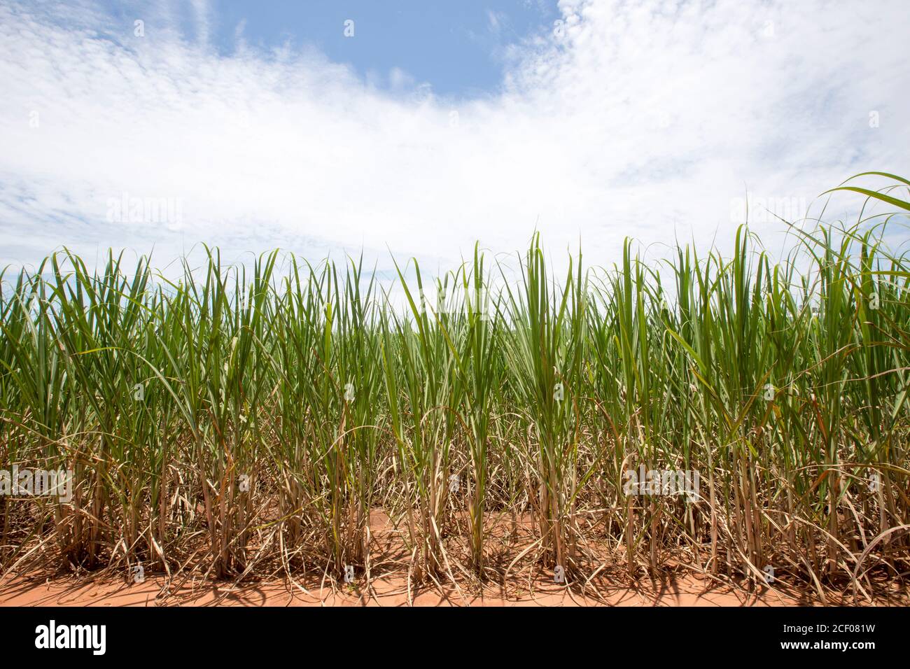 Sugar cane plantation brazil hi-res stock photography and images - Alamy