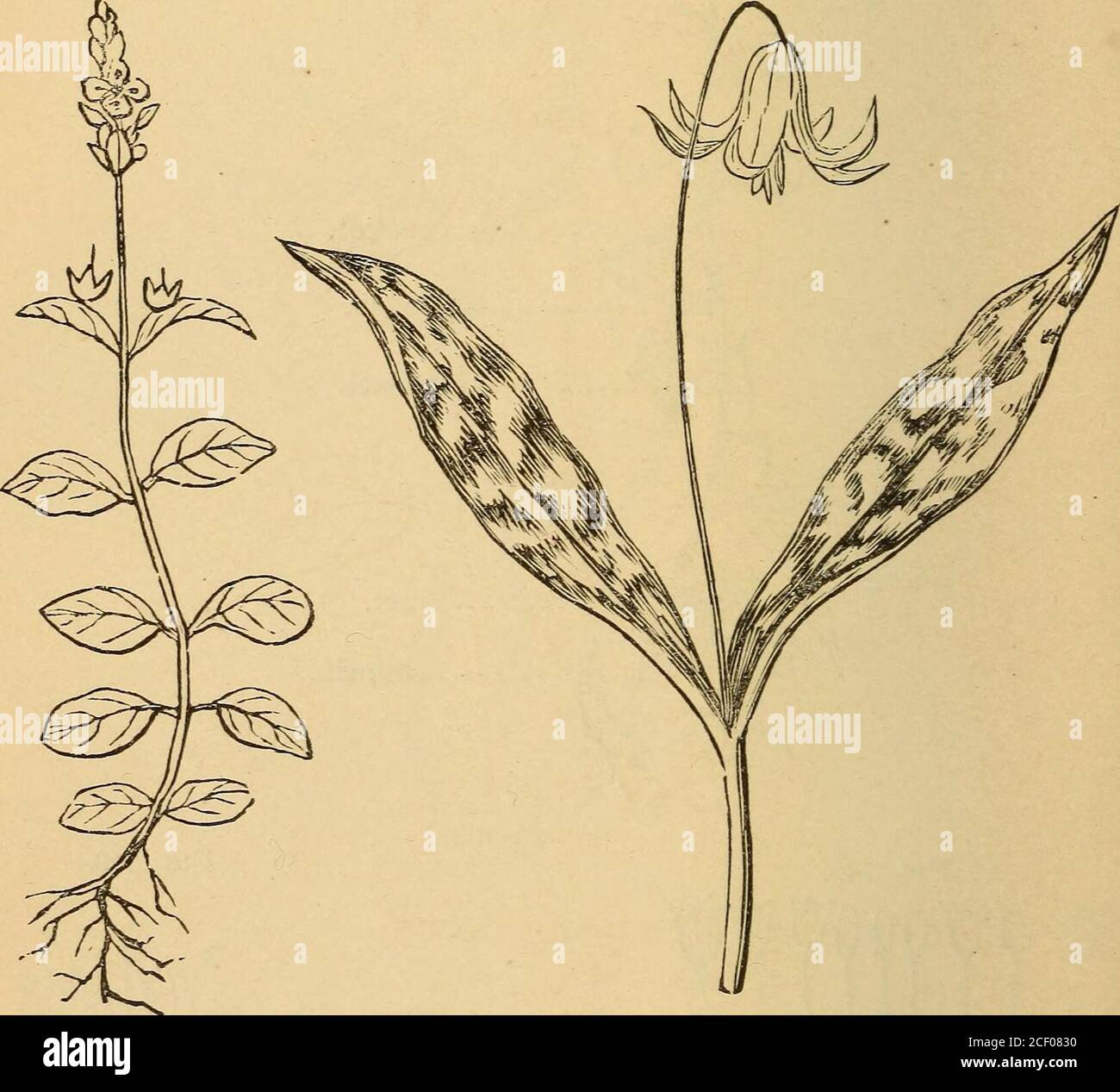. The first book of botany : designed to cultivate the observing powers ...