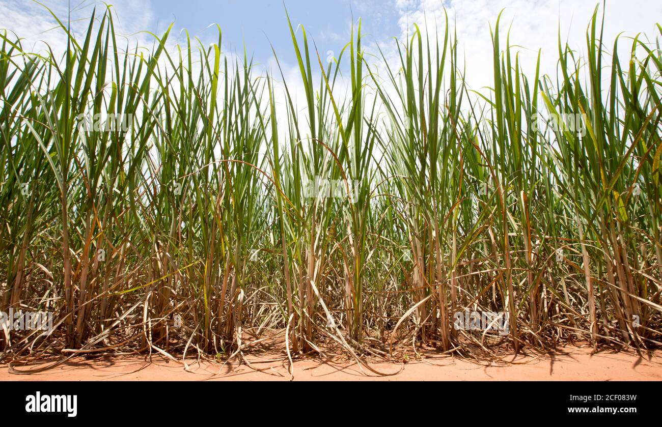 view of sugar cane plantation countryside of Brazil Stock Photo - Alamy