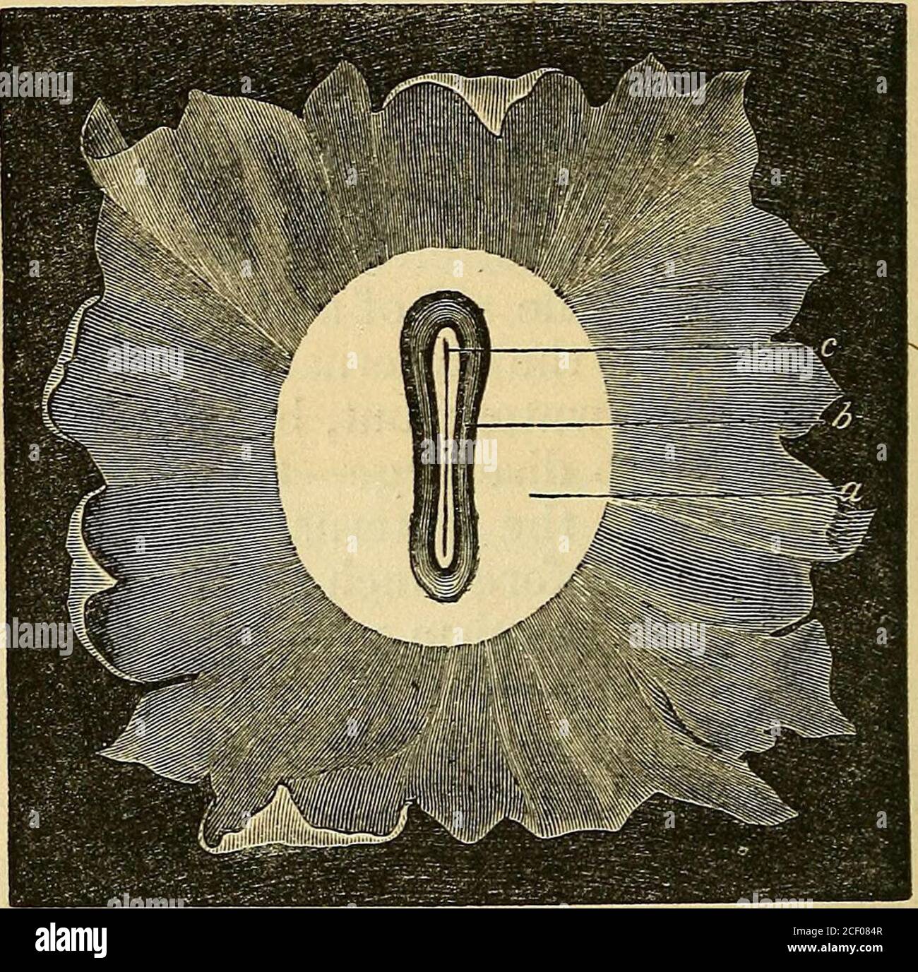 Pellucid zone hi-res stock photography and images - Alamy