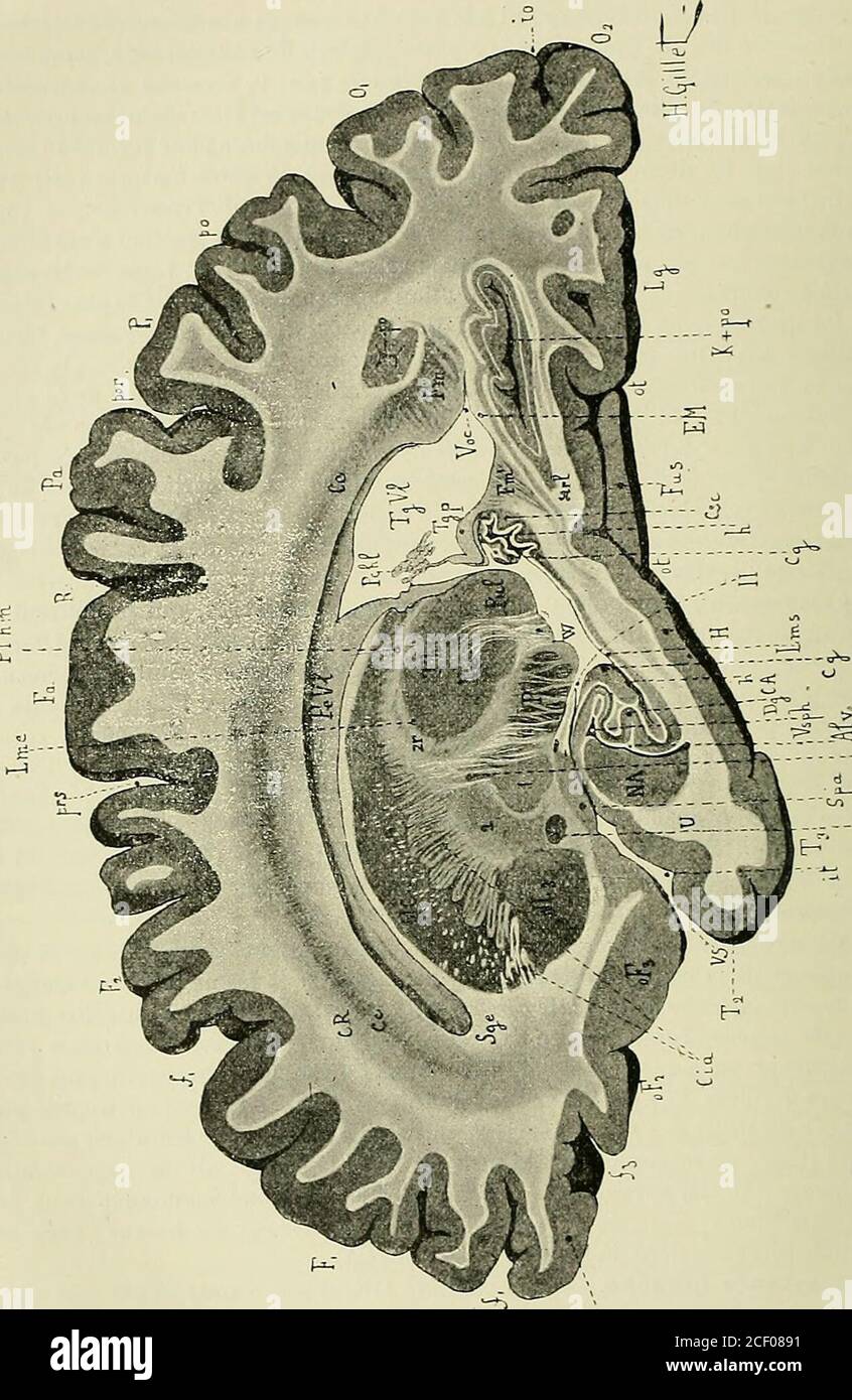 . Anatomie des centres nerveux. onvolutions sous-cal-leuses (Csc), et ...