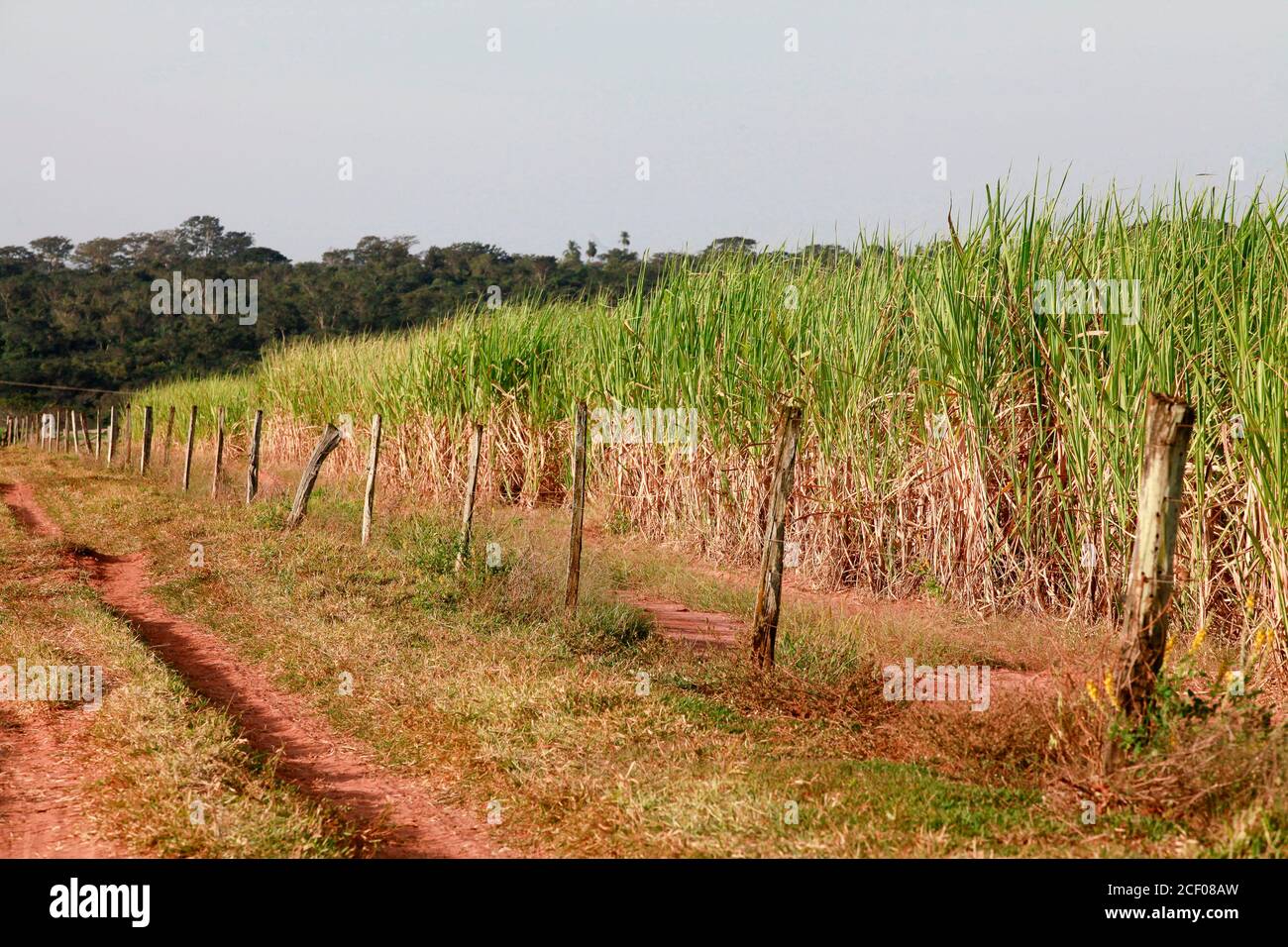 Sugar Cane Harvest Brazil High Resolution Stock Photography and Images ...