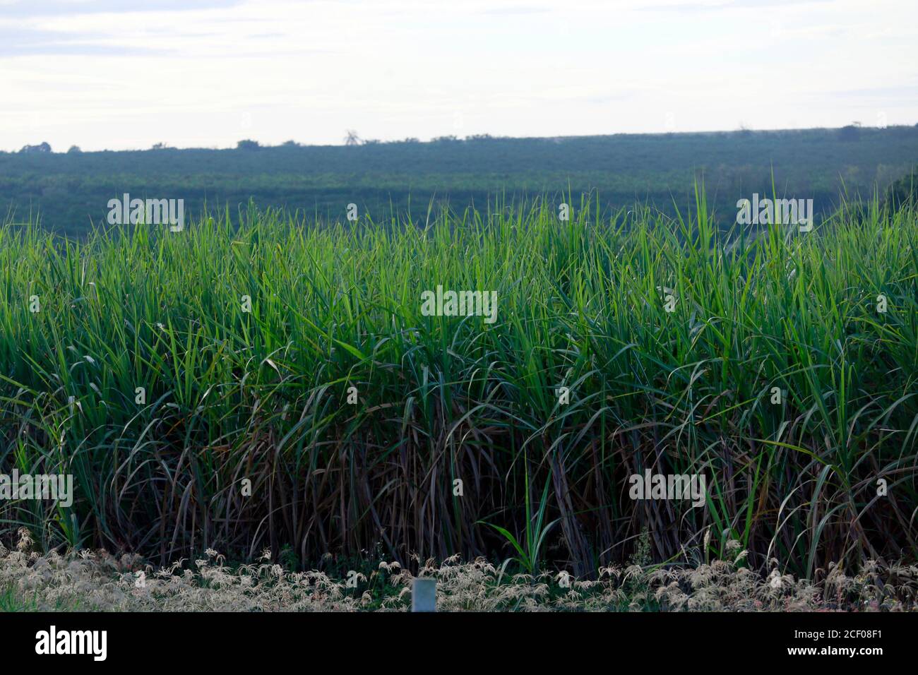 Sugar Cane Harvest Brazil High Resolution Stock Photography and Images ...