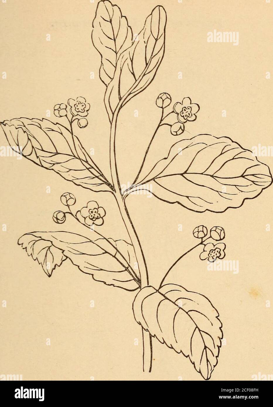 . The first book of botany : designed to cultivate the observing powers ...