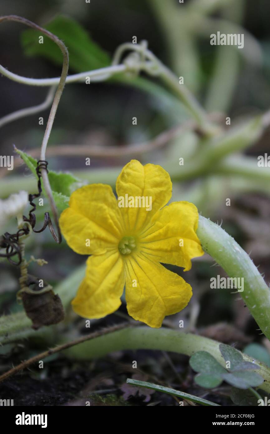 Cucumber vine hi-res stock photography and images - Alamy