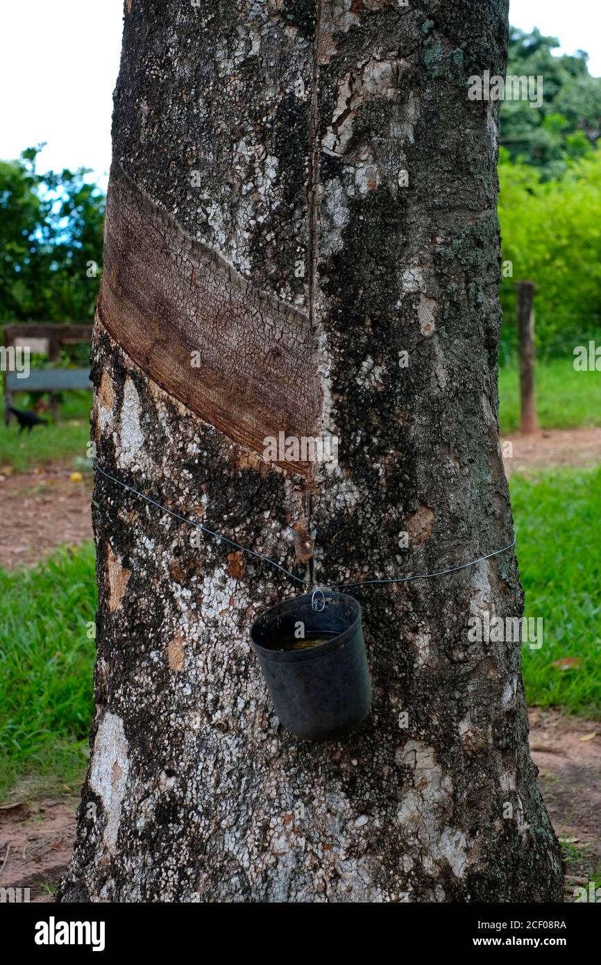 Latex farm hi-res stock photography and images - Alamy