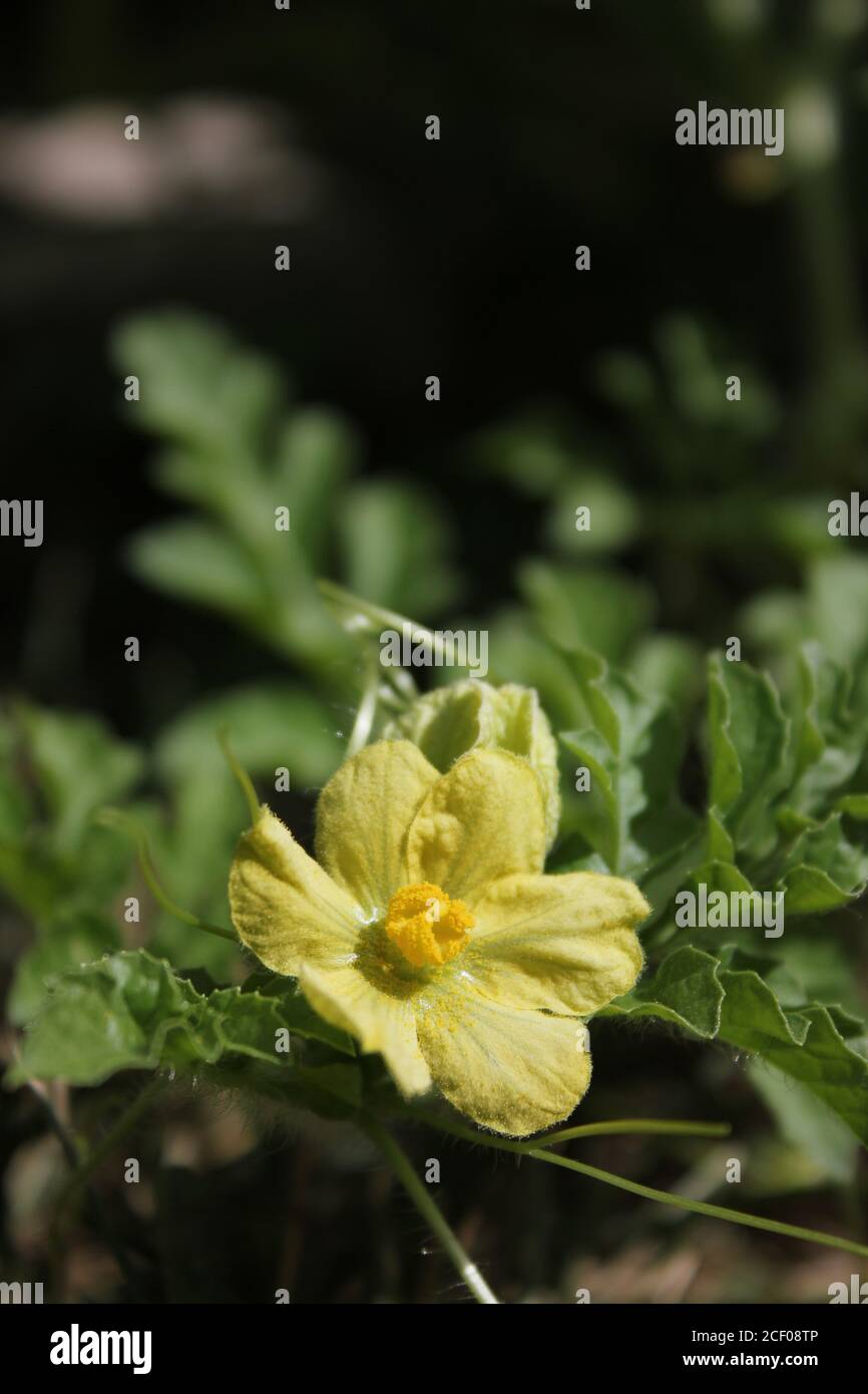 Watermelon plot hi-res stock photography and images - Alamy