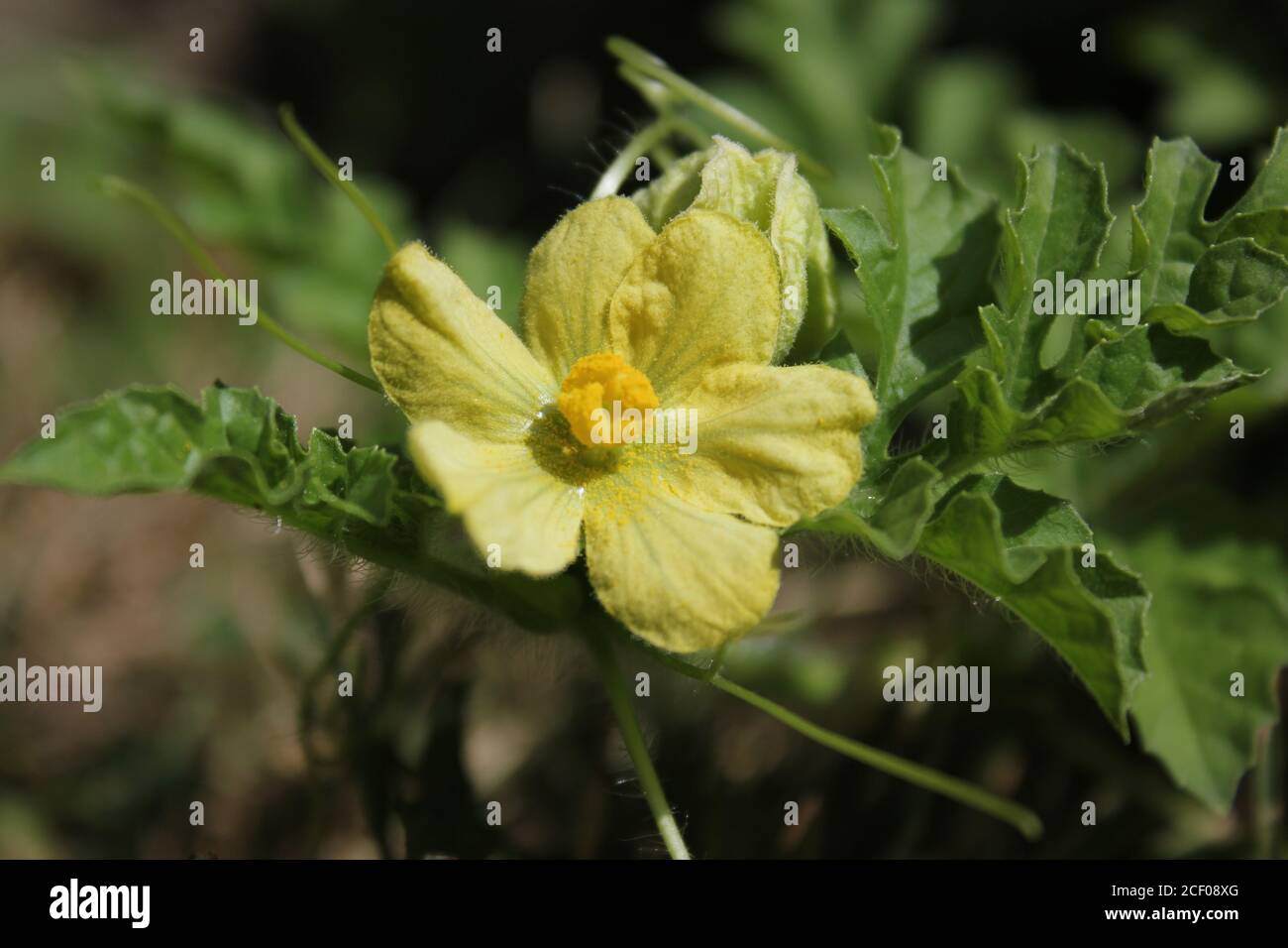 Yellow watermelon blossom in full bloom in the organic urban garden ...