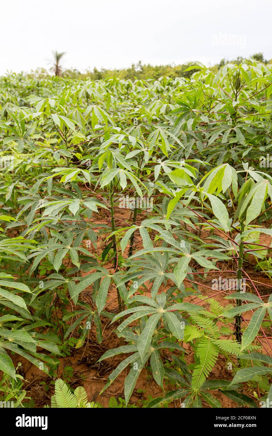 Mandioqueira, known as Mandioca, manioc, cassava, castelinha, uaipi ...