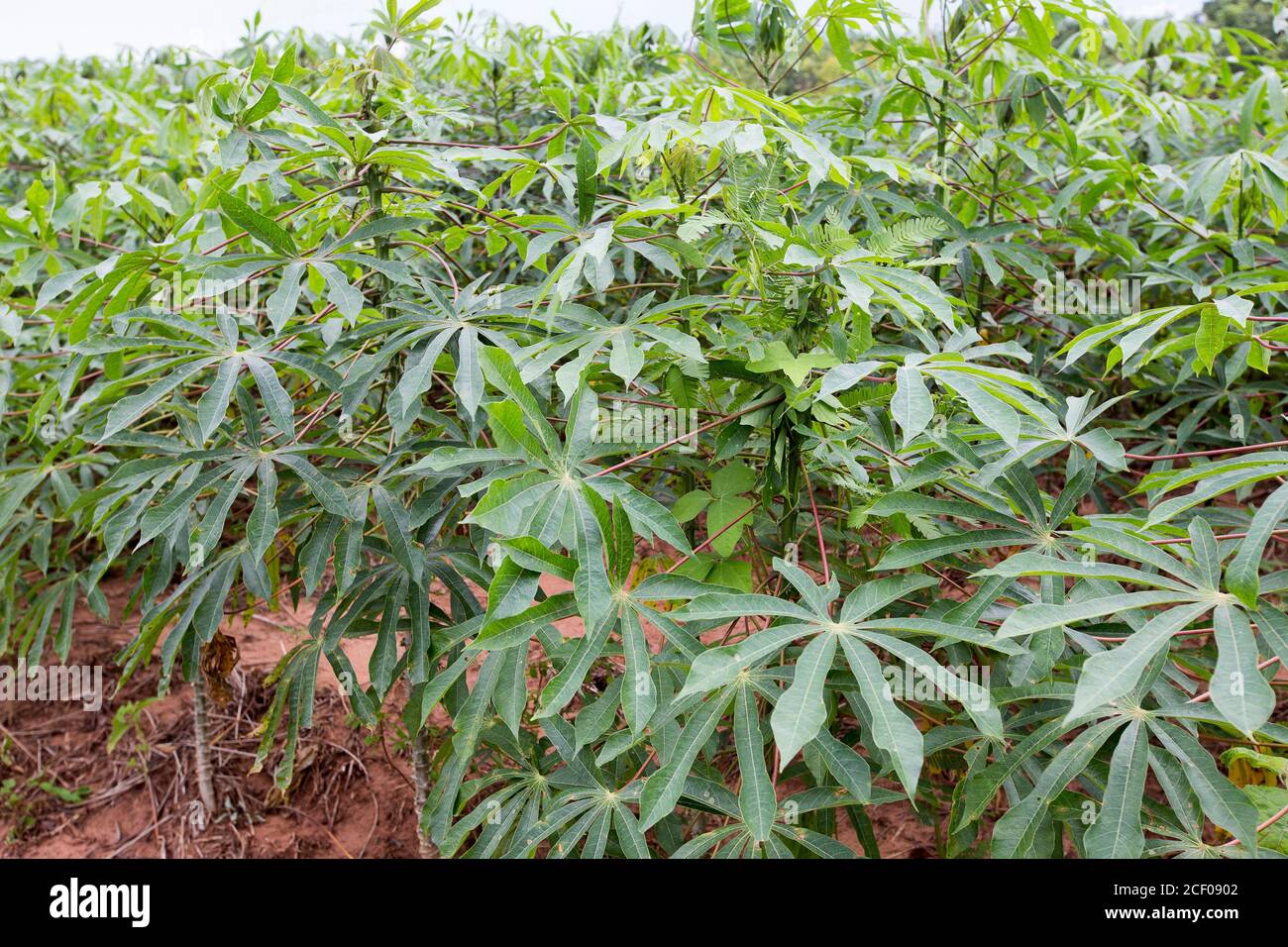 Cassava tree hi-res stock photography and images - Alamy