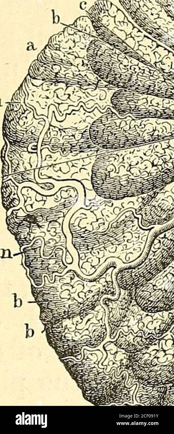 Rete testis hi-res stock photography and images - Alamy