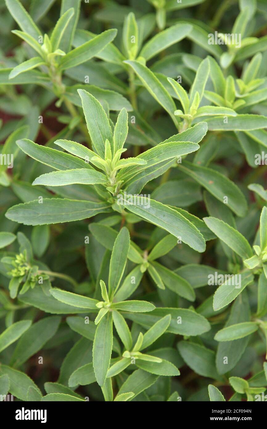 Stevia plantation hi-res stock photography and images - Alamy