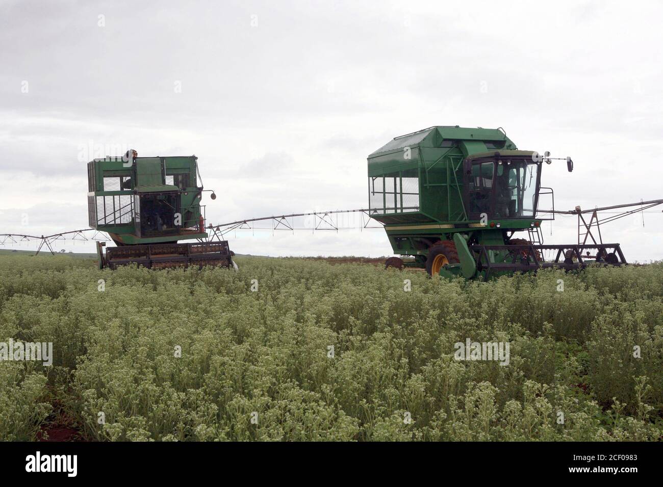 tractor in stevia plantation on countryside of Brazil Stock Photo - Alamy