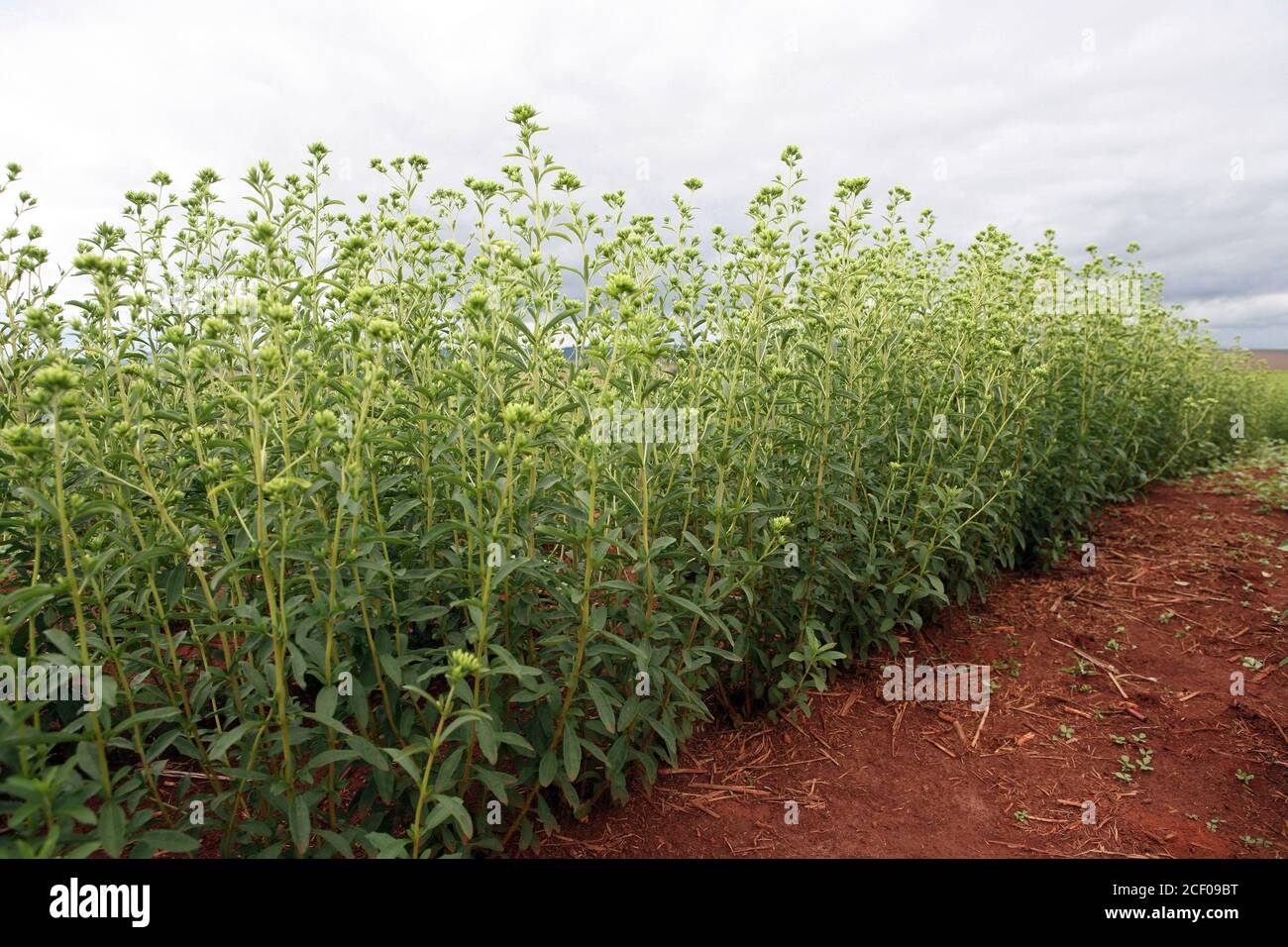 Stevia plantation hi-res stock photography and images - Alamy