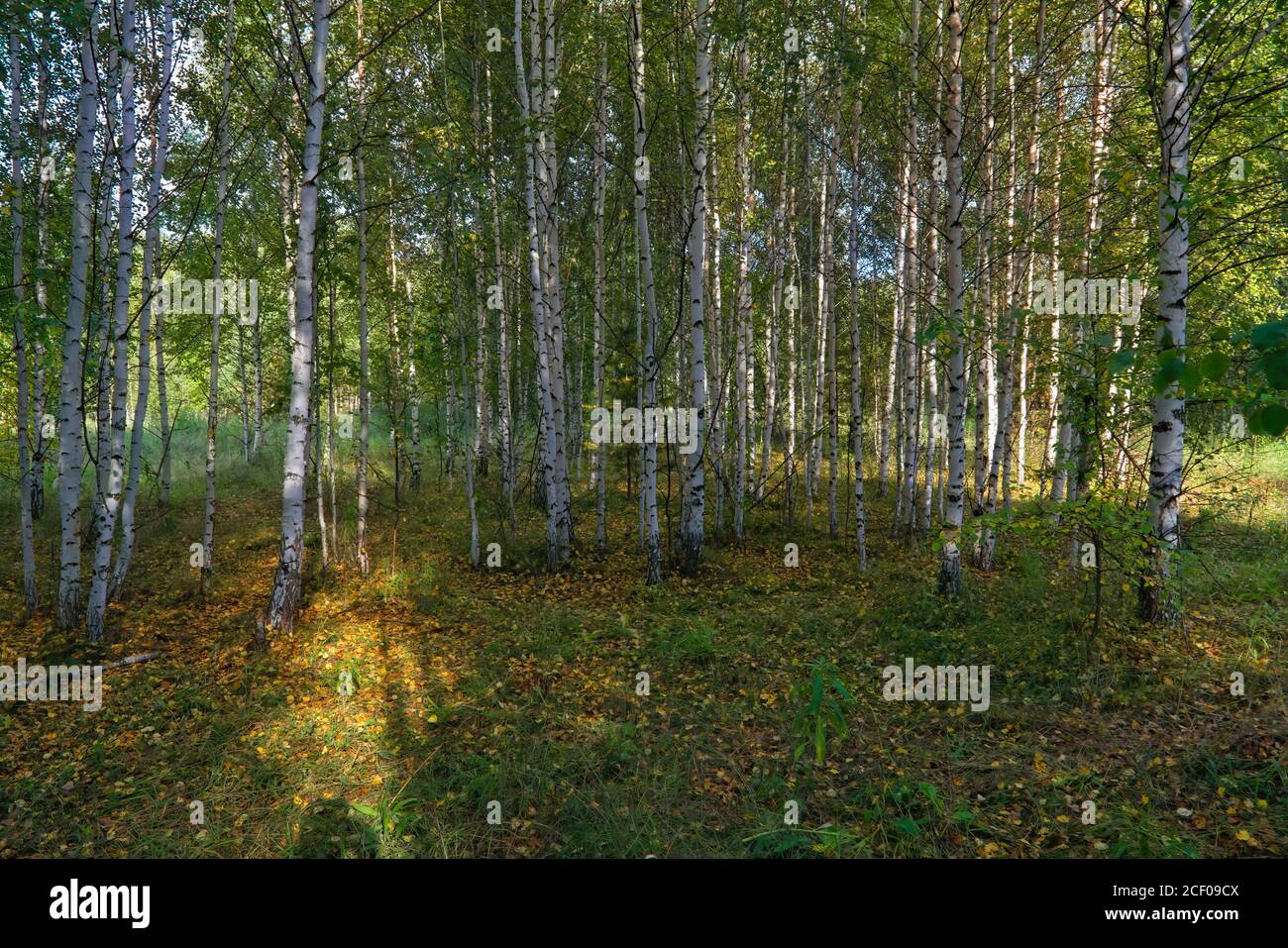 Forest closeup, beautiful summer landscape, sunlight shines through ...