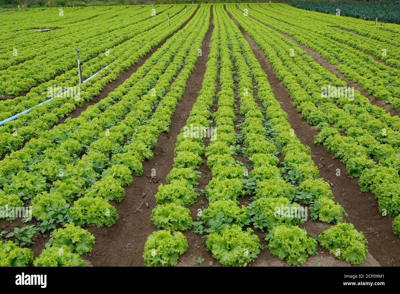 Cultivated lettuce hi-res stock photography and images - Alamy