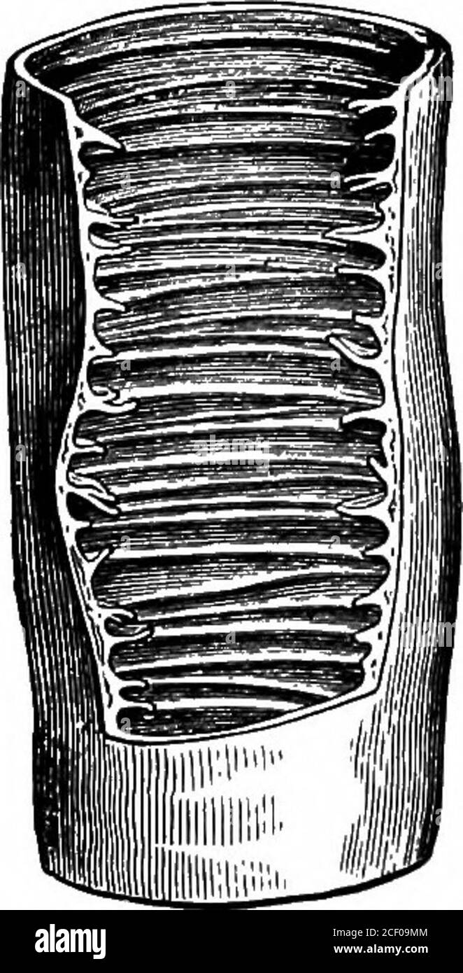 Digestive fluids hi-res stock photography and images - Alamy