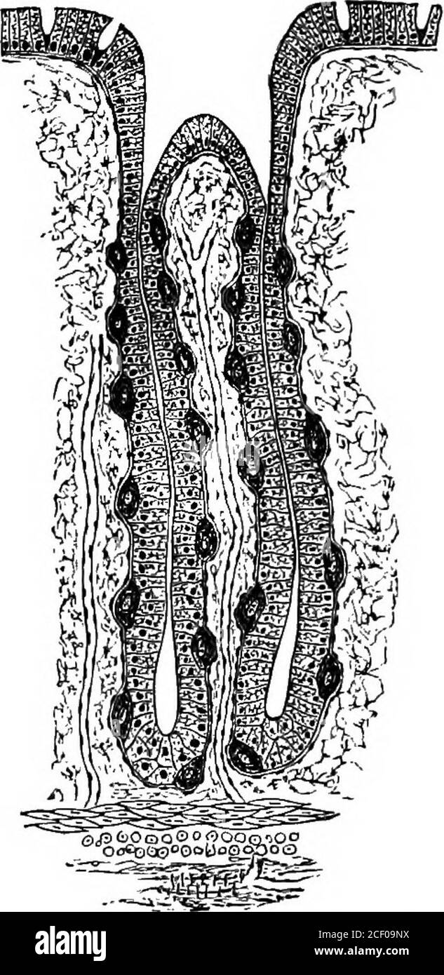 Albuminous cell Black and White Stock Photos & Images - Alamy