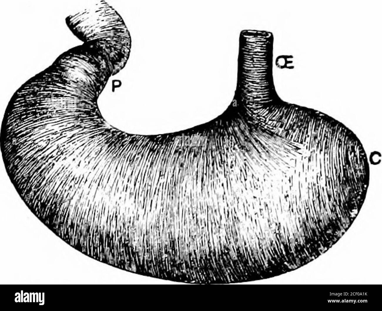 External digestion Black and White Stock Photos & Images - Alamy