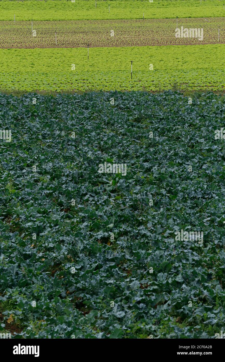 lettuce and cabbage plantation in Brazilian familiar farm Stock Photo ...