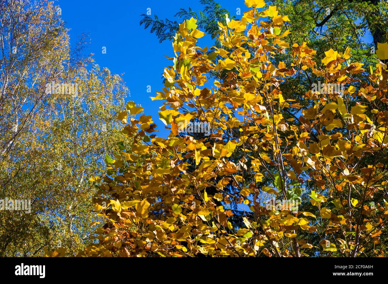Autumn urban landscape on a Sunny day - yellow autumn trees in the Park ...