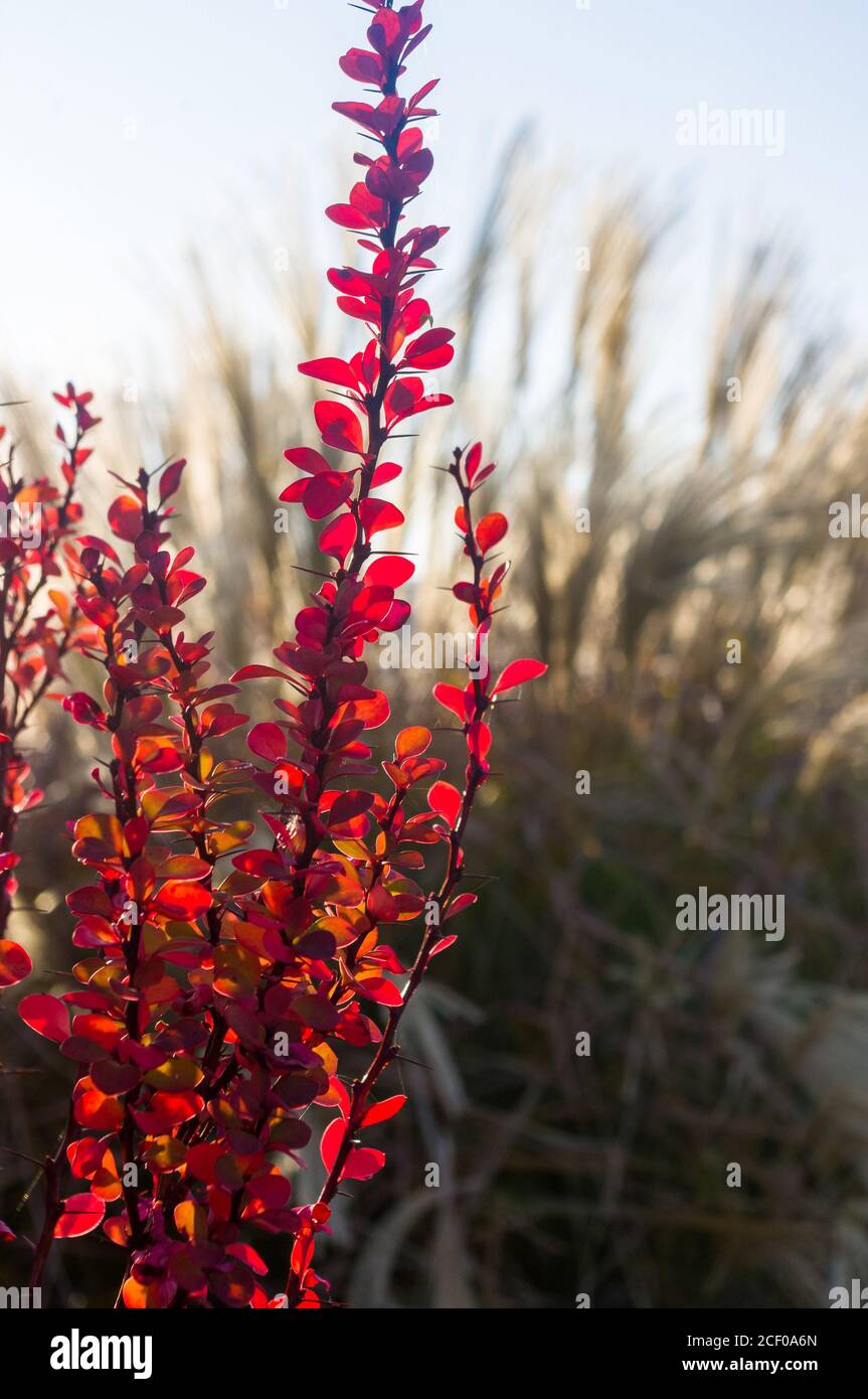 Purple Leaves On Bush Of Thunberg's Barberry, Berberis Thunbergii, The ...