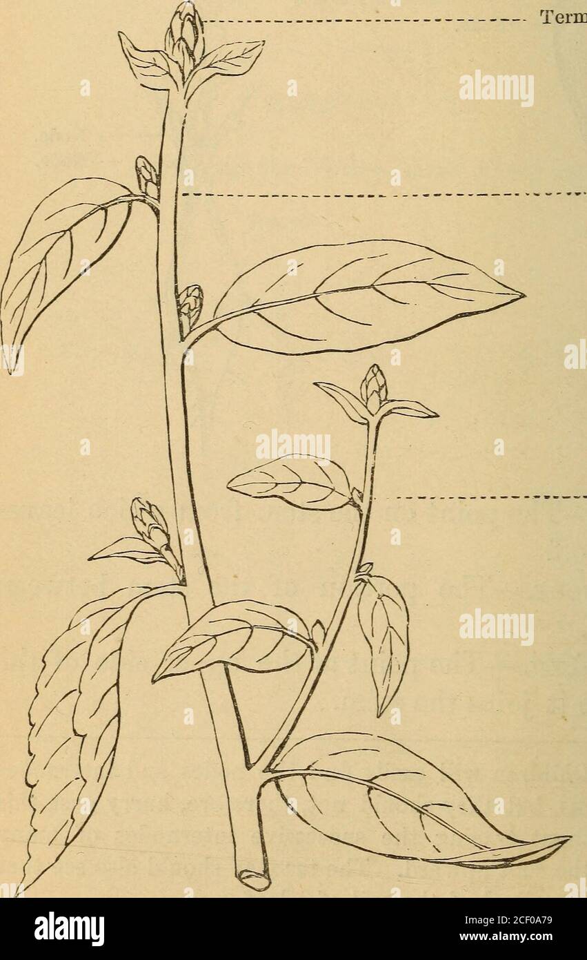 . The first book of botany : designed to cultivate the observing powers ...