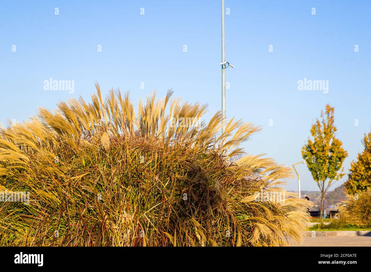 Chinese Silver Grass, Maiden Grass, Miscanthus chinese, Miscanthus ...