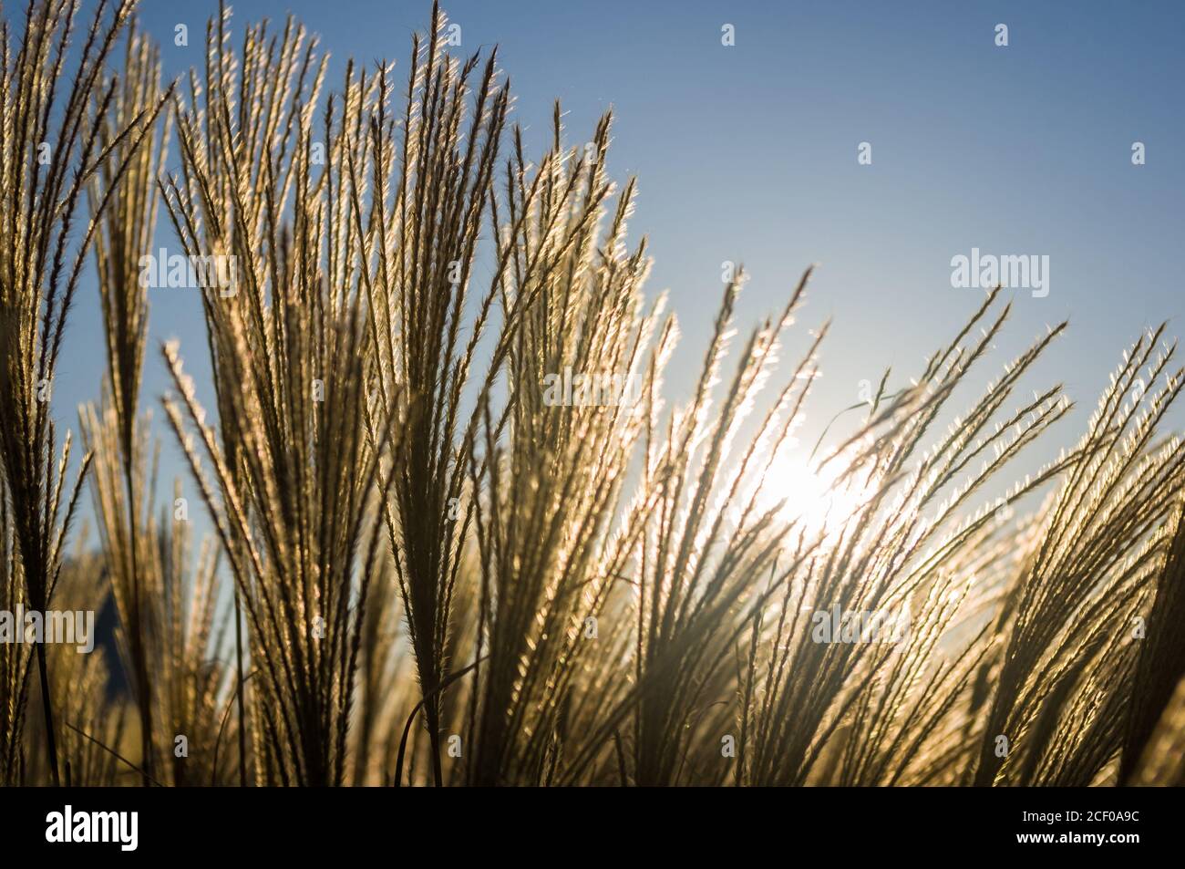 Chinese Silver Grass, Maiden Grass, Miscanthus chinese, Miscanthus ...