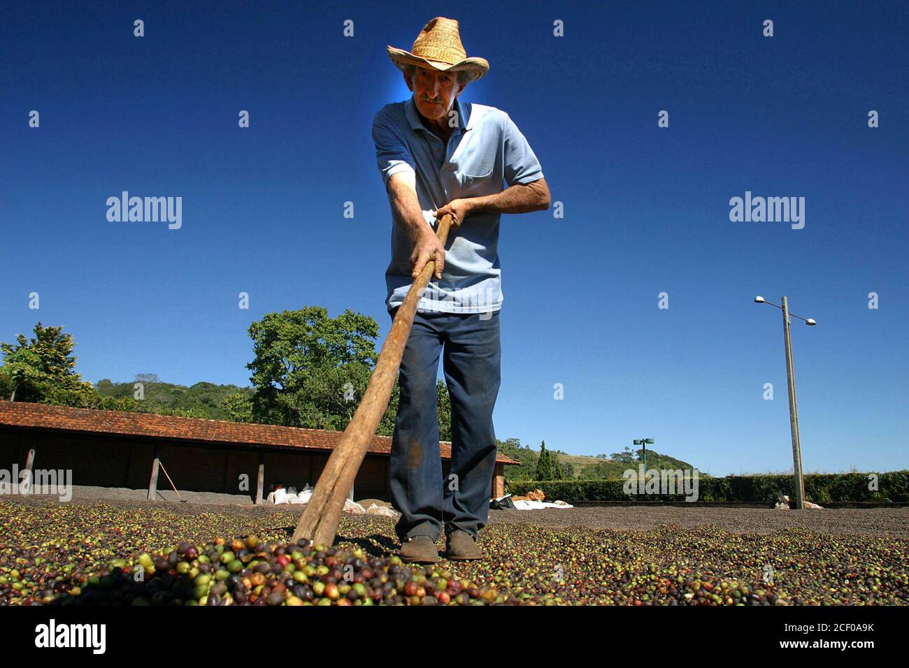 Coffee production 2004 hi-res stock photography and images - Alamy
