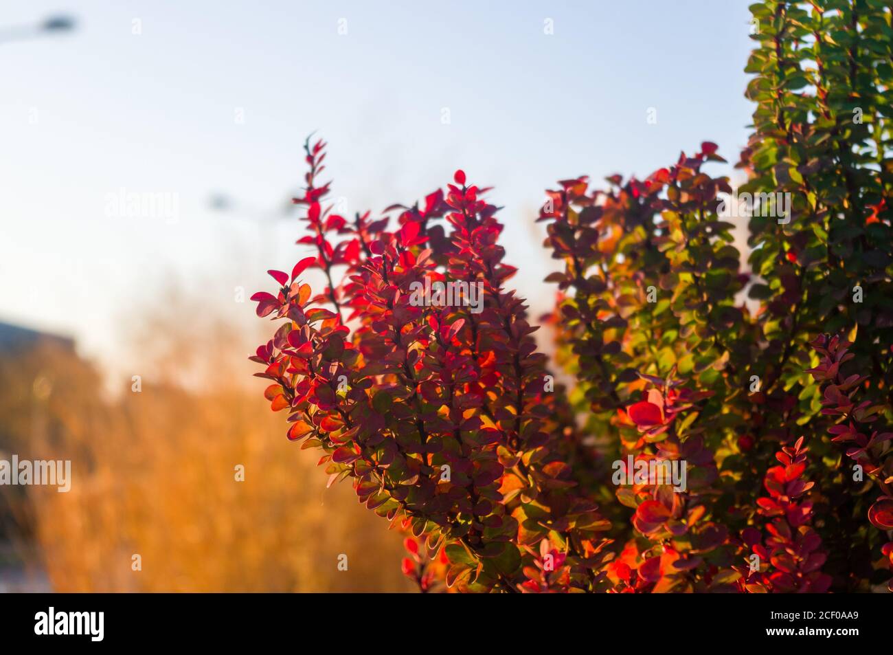 Purple Leaves On Bush Of Thunberg's Barberry, Berberis Thunbergii, The ...