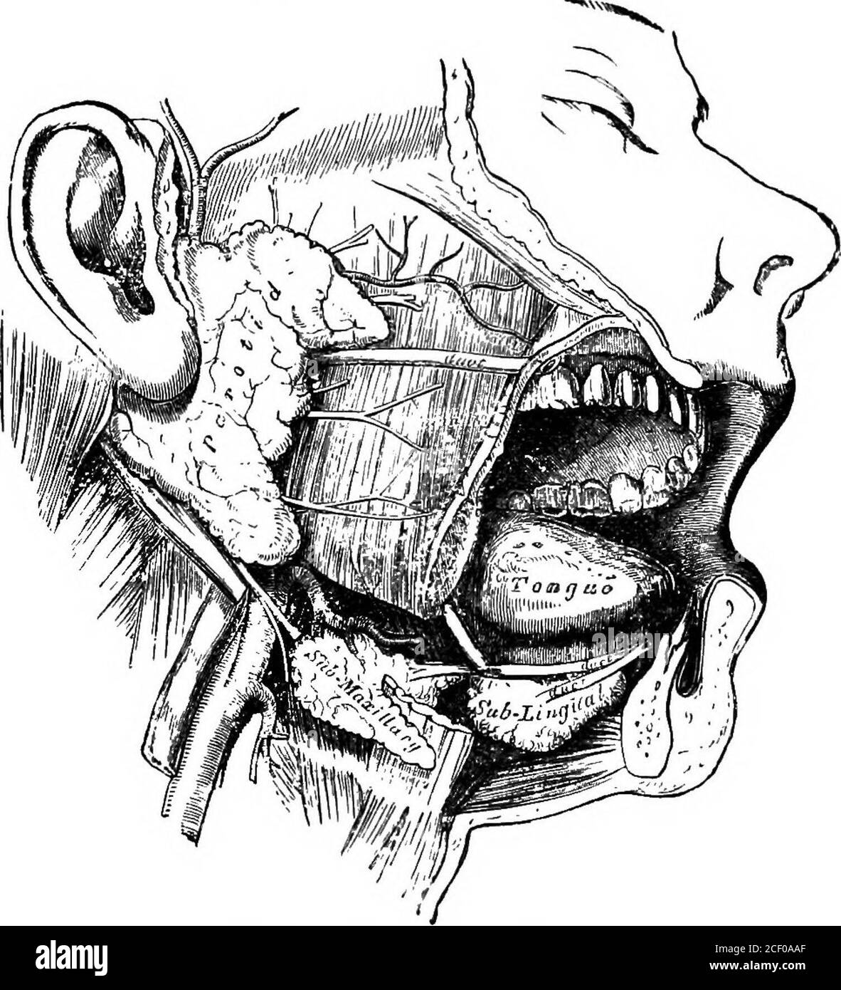 Parotid Black and White Stock Photos & Images - Alamy