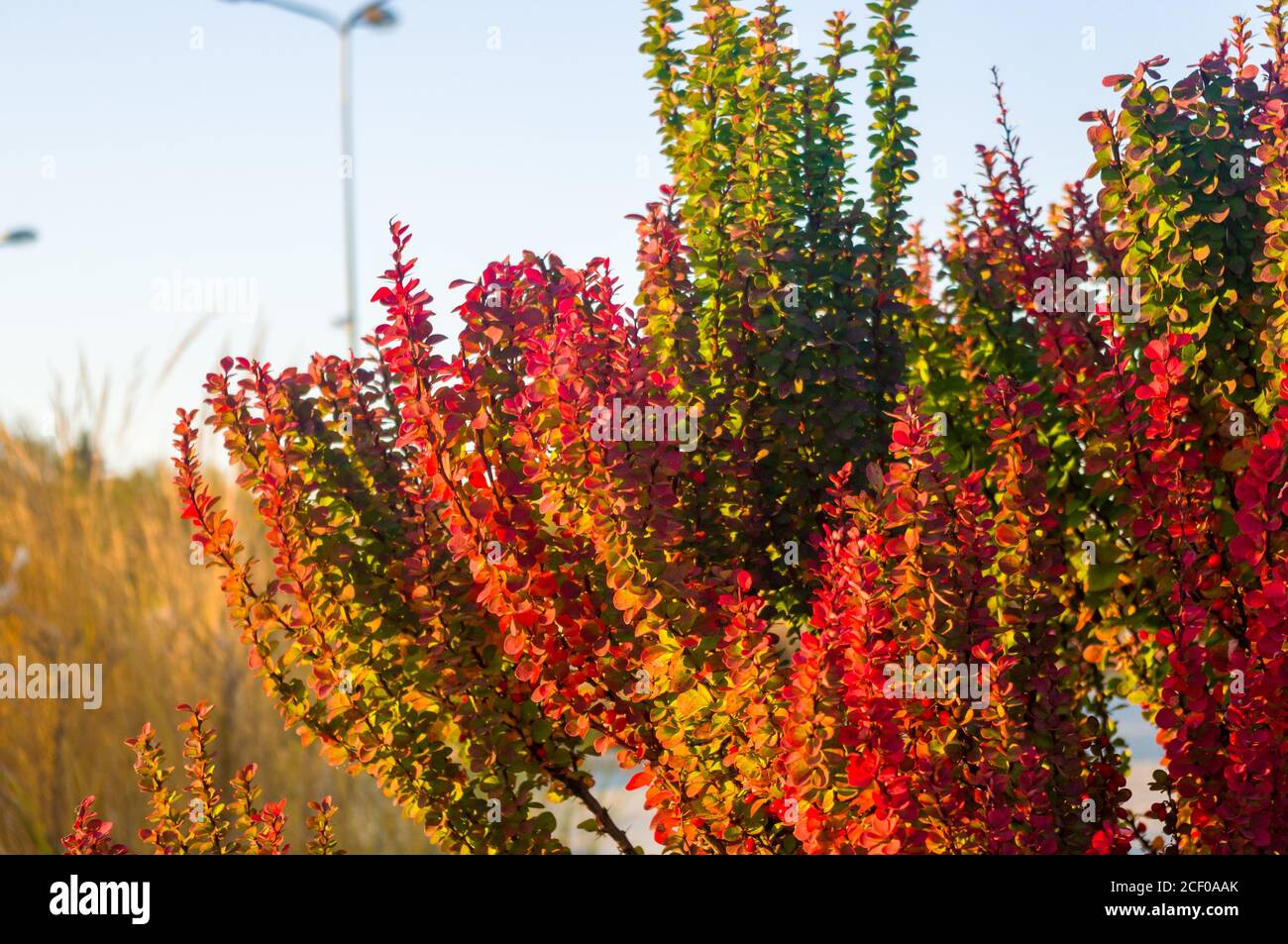 Purple Leaves On Bush Of Thunberg's Barberry, Berberis Thunbergii, The ...