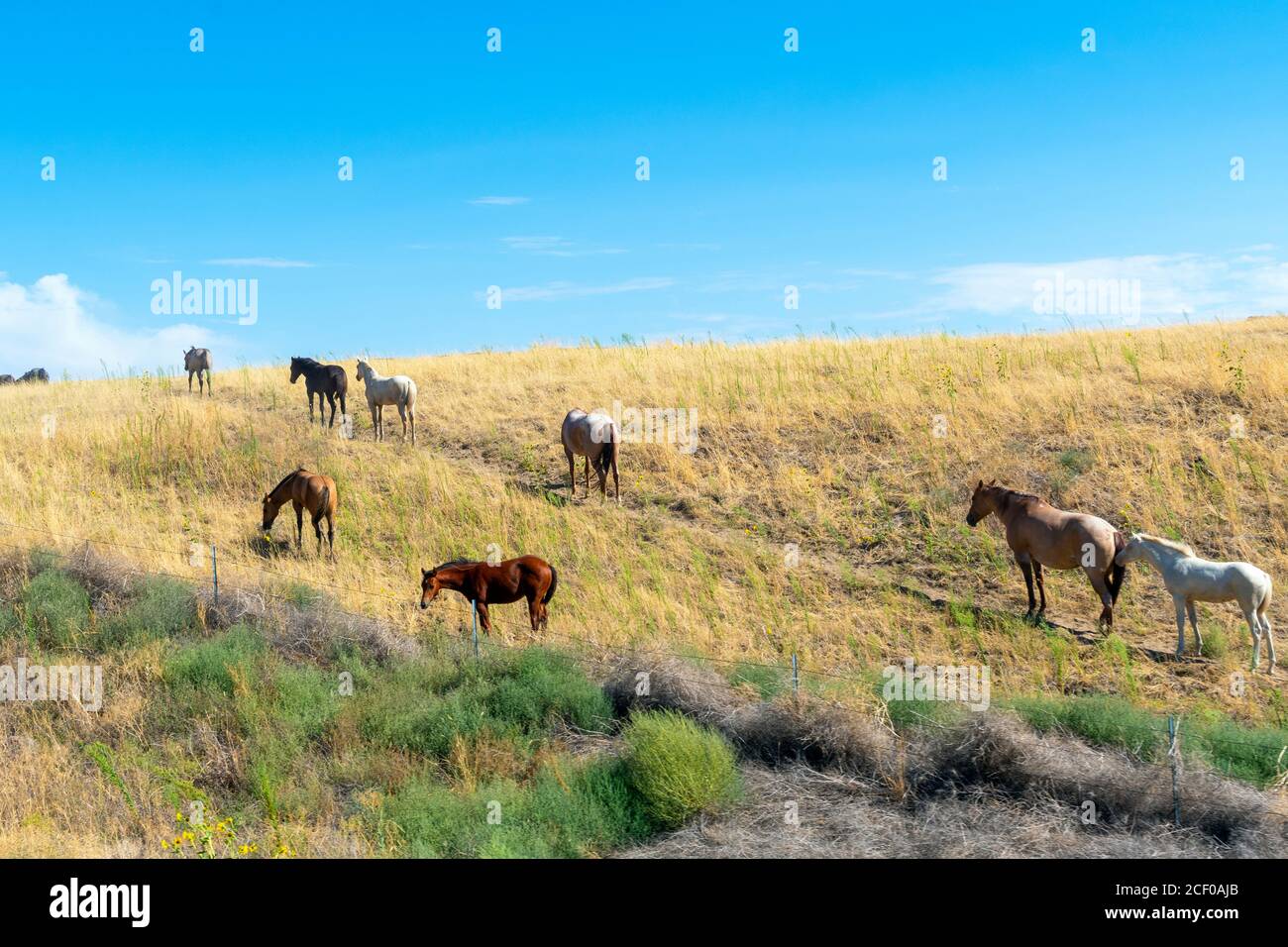 A herd of horses graze atop a hill in high desert countryside of ...