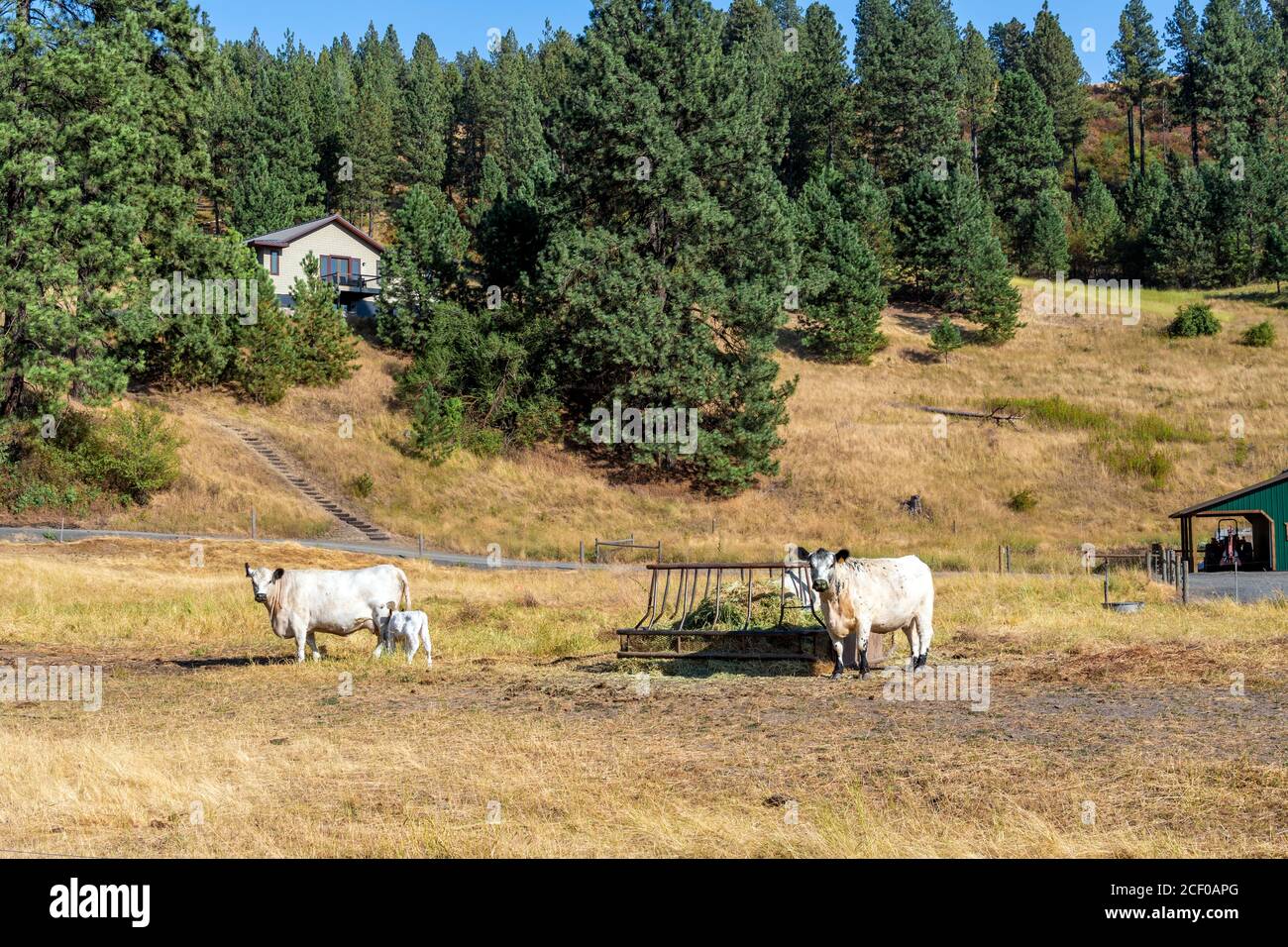 Two British White cows and their calf eat hay at a hillside ranch in ...