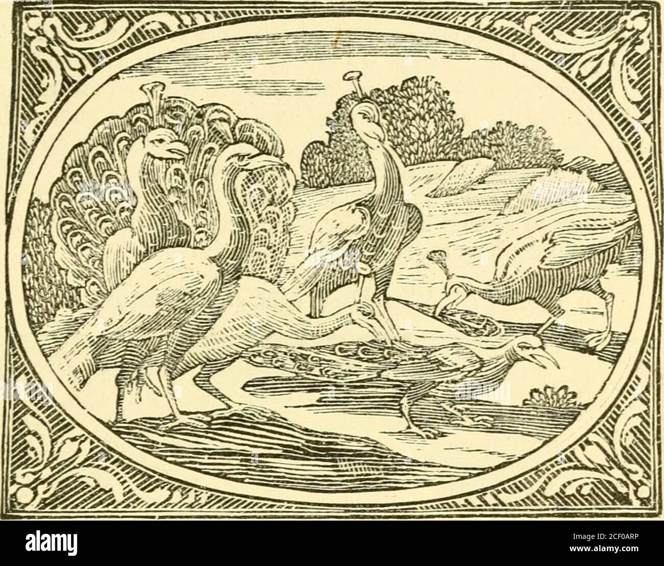 Iberius hi-res stock photography and images - Alamy