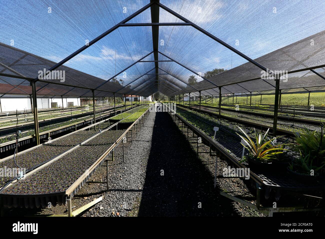 plant seedlings growing for reforestation of the Atlantic Forest in ...