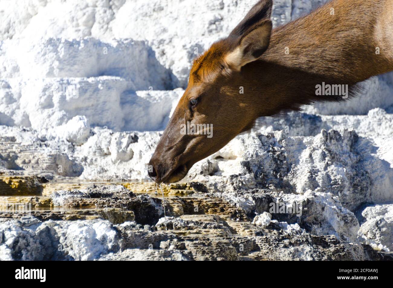 Elk sitting on Mammoth Hot Springs in Yellowstone National Park, USA ...