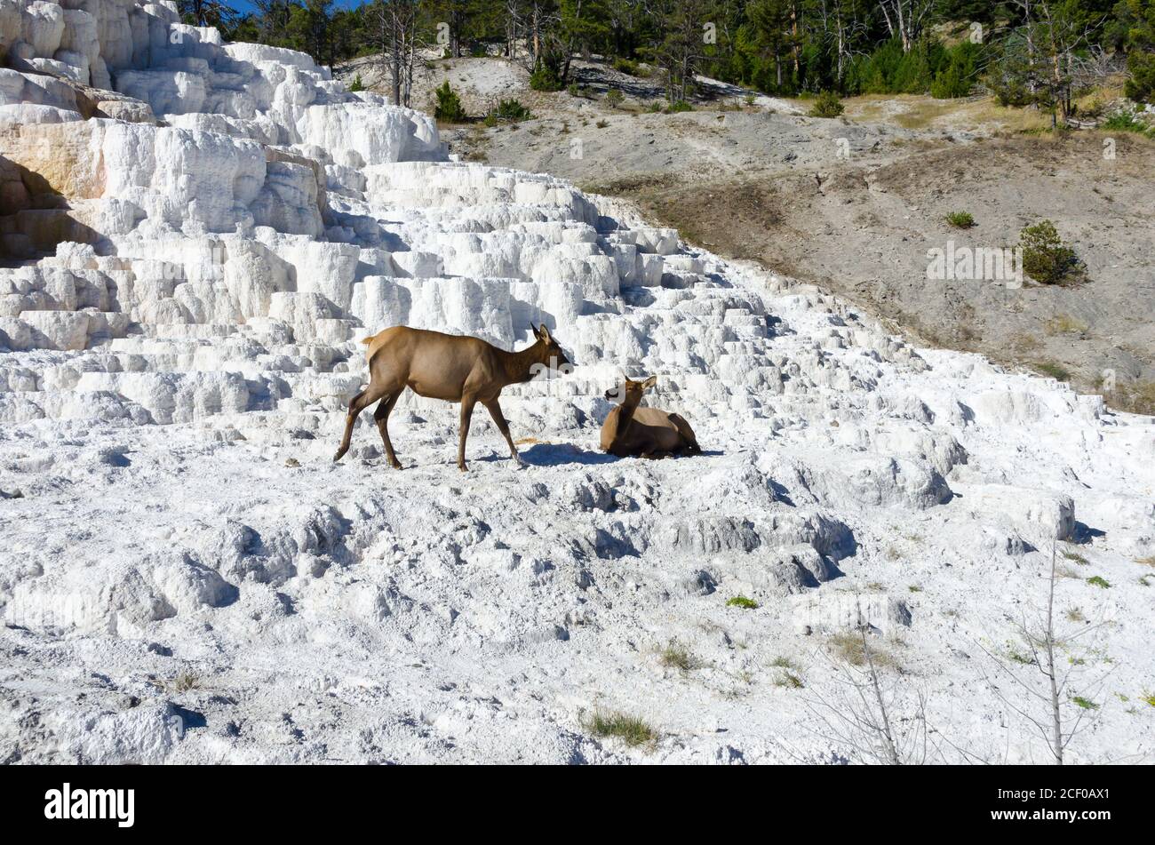 Elk sitting on Mammoth Hot Springs in Yellowstone National Park, USA ...