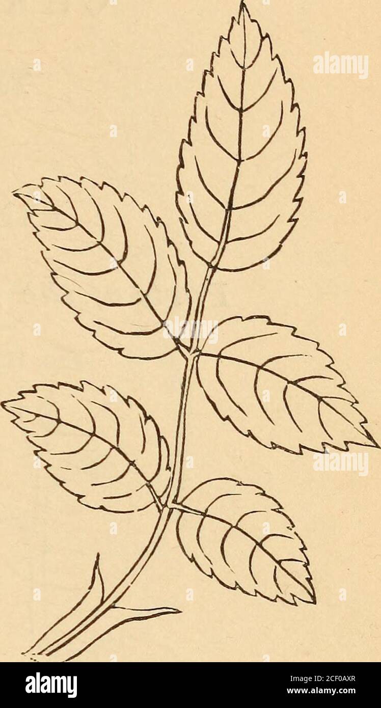 Blade ovate hi-res stock photography and images - Alamy