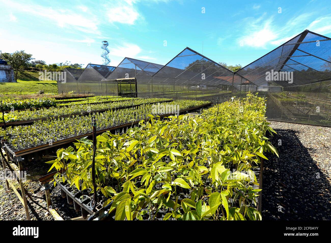 plant seedlings growing for reforestation of the Atlantic Forest in ...