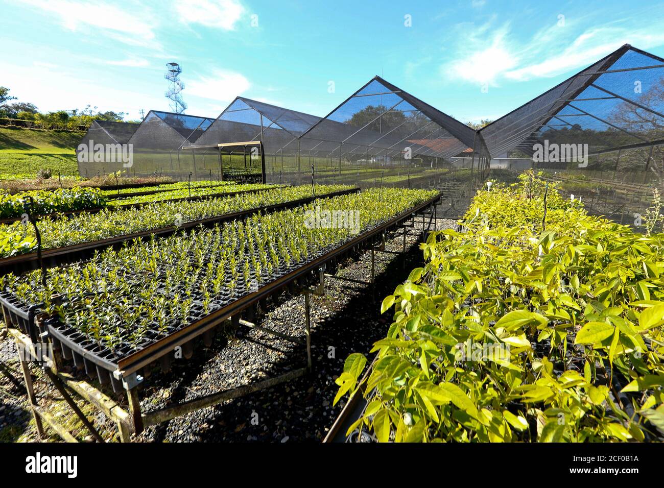 plant seedlings growing for reforestation of the Atlantic Forest in ...