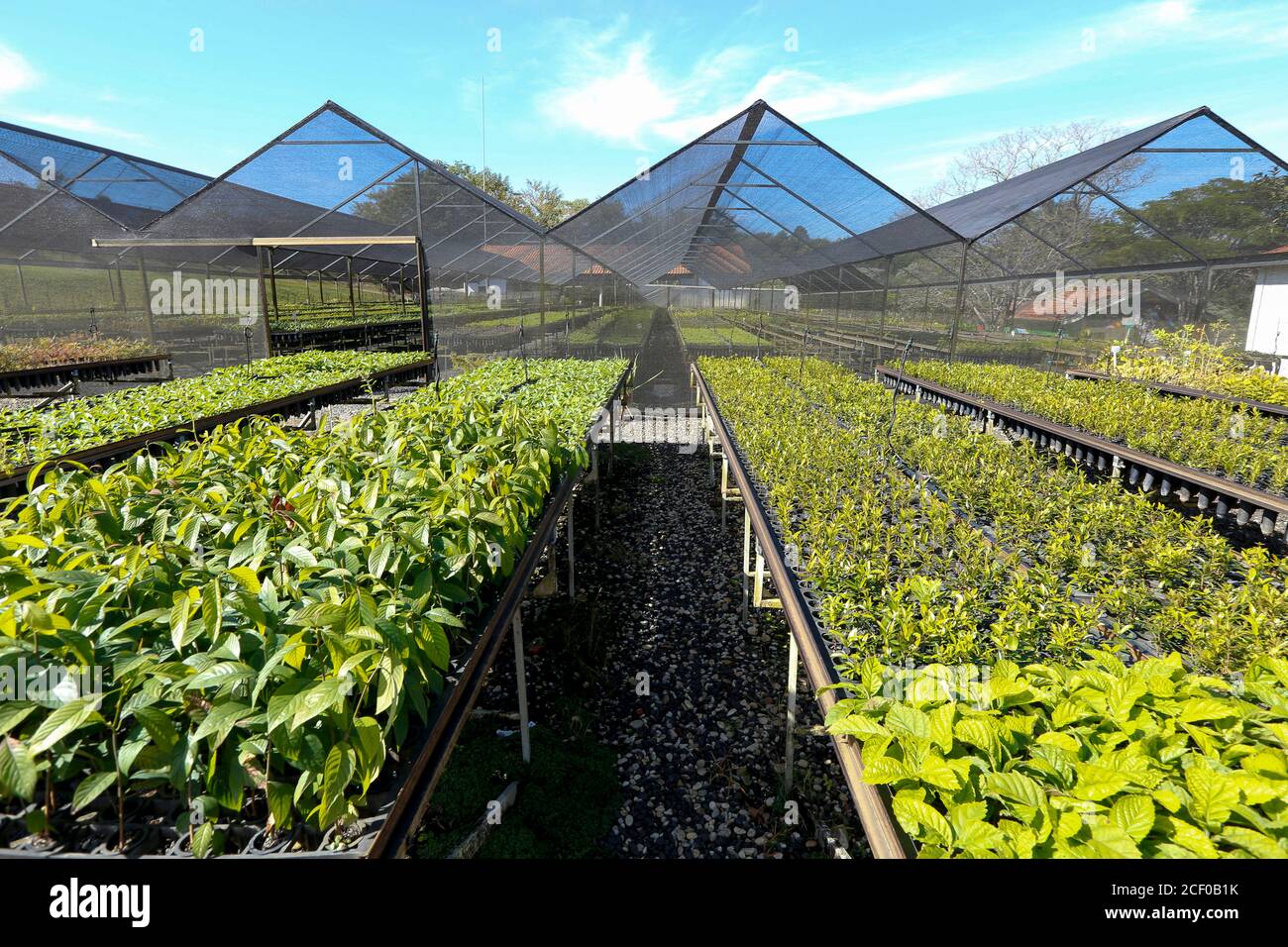 plant seedlings growing for reforestation of the Atlantic Forest in ...