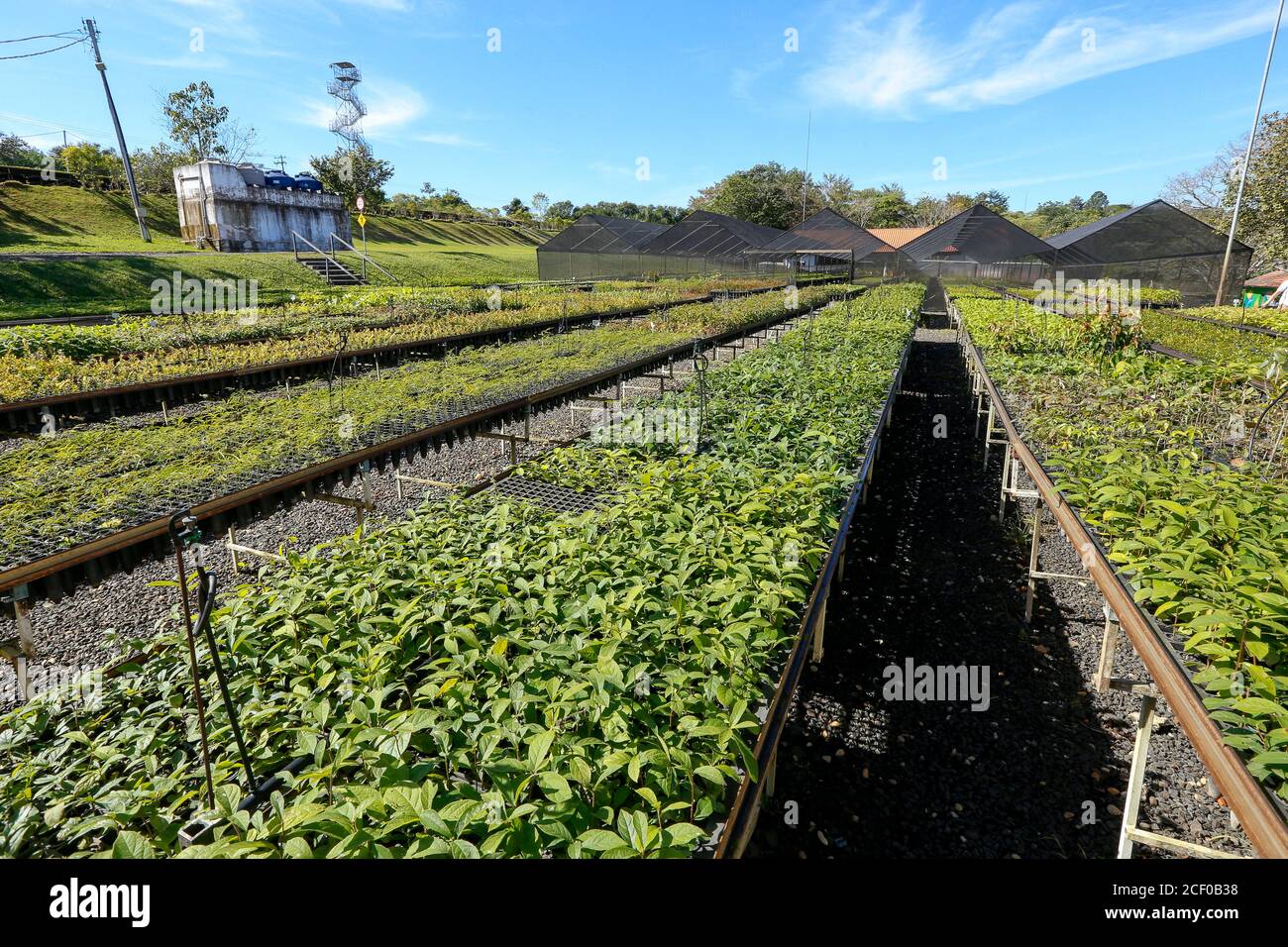 plant seedlings growing for reforestation of the Atlantic Forest in ...