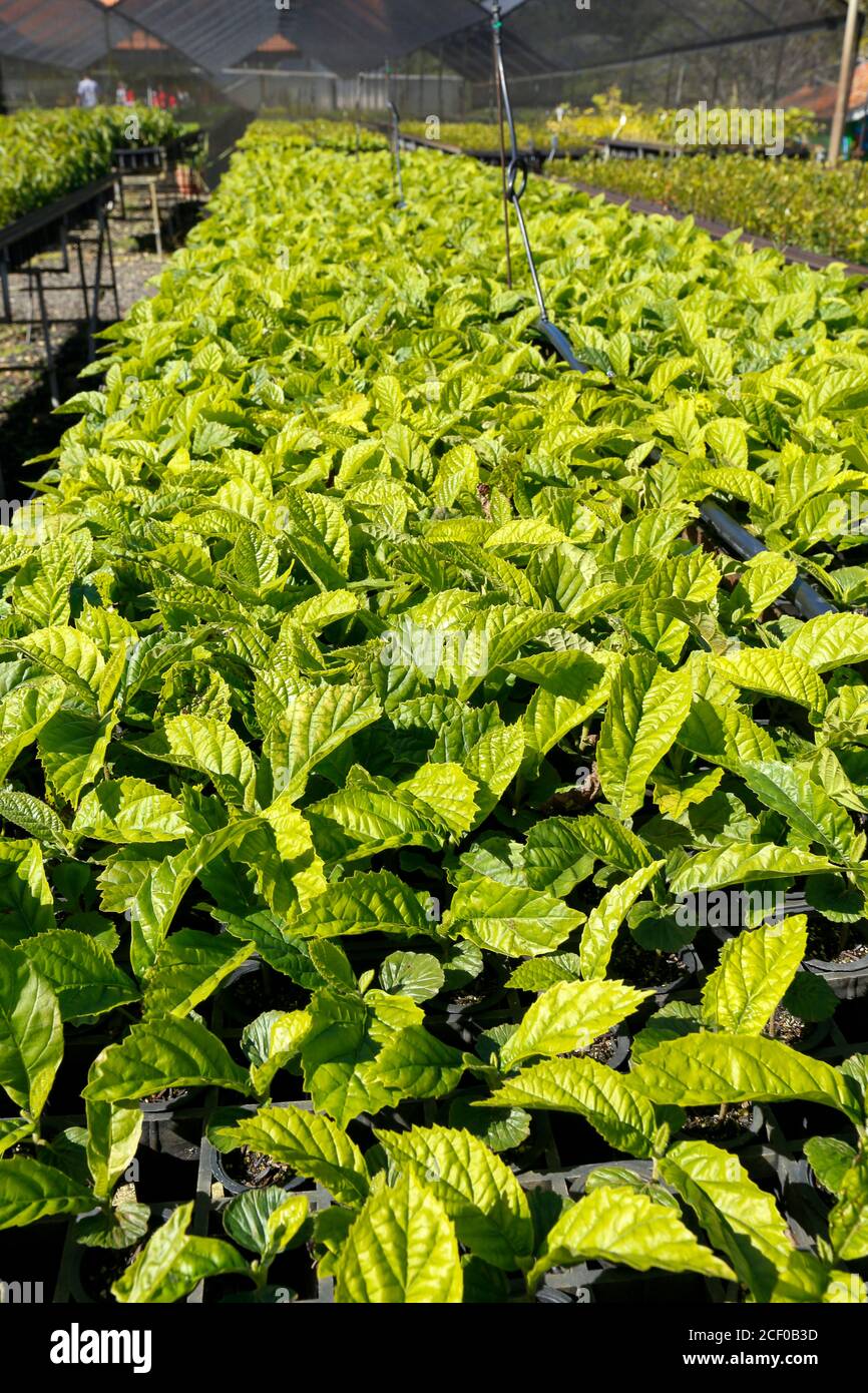 plant seedlings growing for reforestation of the Atlantic Forest in ...